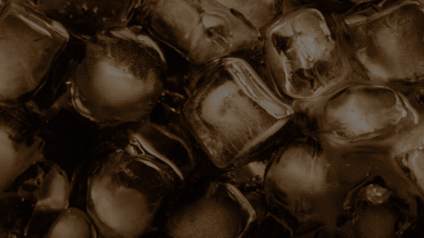 Brain Fuel Formula, functional drink ingredients | S-Nap Shot